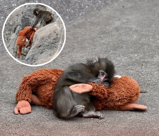 Punch the monkey update given by zoo following concerns over his ...