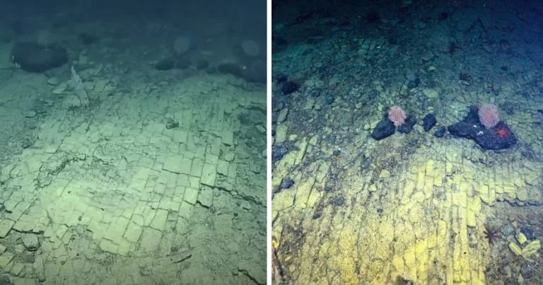 Very stranger ‘yellow brick road’ discovered on the bottom of the ...