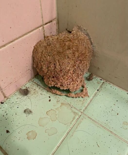 We went on vacation for a week. When we returned, we found something ...
