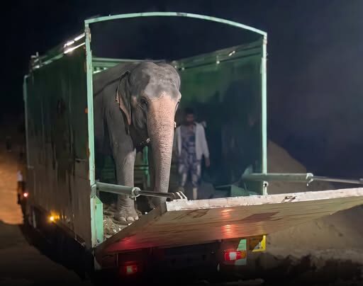 The Moment This Blind Elephant Realized She Was Finally Free ...