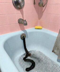 Woman Finds Terrifying Dark Shape Crawling From Bathtub Drain — Then ...