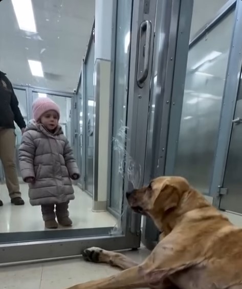 A Dying Dog Crawled Toward A Stranger… And What Happened Next Stunned ...