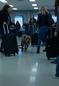 At the Baggage Claim, I Rushed In After a Dog Incident—Then I Noticed ...